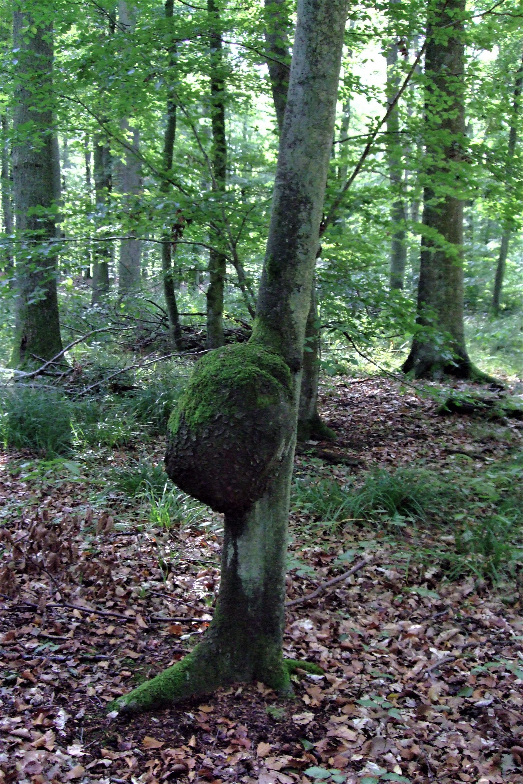 Materialkunde – Knollen